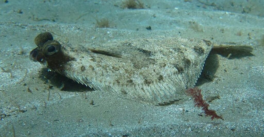 12 Fish Varieties That Could Trigger Allergies | animalplanethq.com