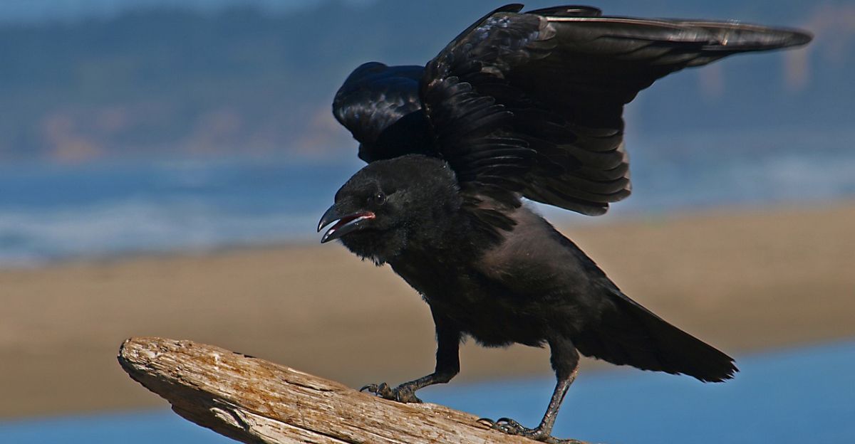 12 Fascinating Ways Crows Interact with Humans | animalplanethq.com