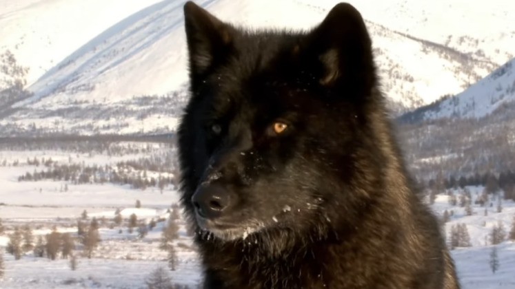 12 Must-Watch Wolf Movies | animalplanethq.com