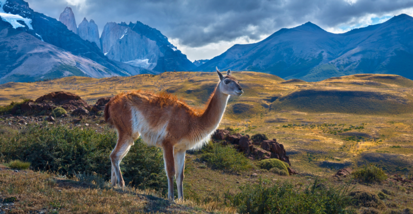 The 12 Animals Thriving at the World’s Highest Altitudes ...