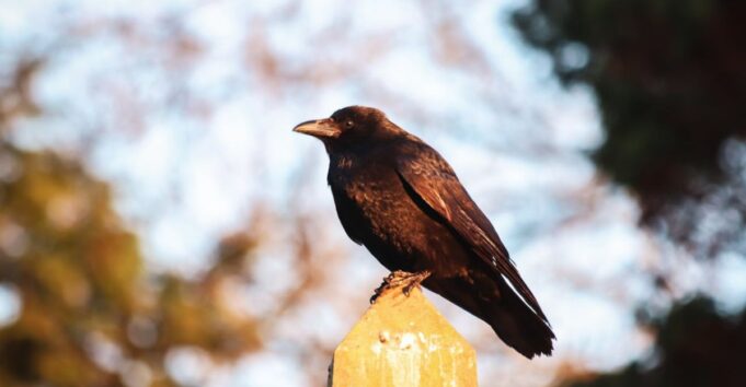 12 Fascinating Ways Crows Interact with Humans | animalplanethq.com