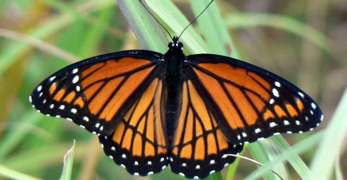 12 Animals With Strikingly Different Blood Colors | animalplanethq.com