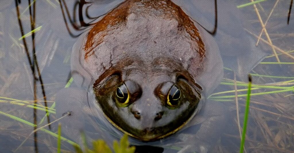 12 Facts About the Devil Frog | animalplanethq.com