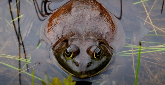 12 Facts About the Devil Frog | animalplanethq.com