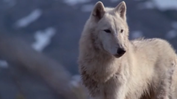 12 Must-Watch Wolf Movies | animalplanethq.com