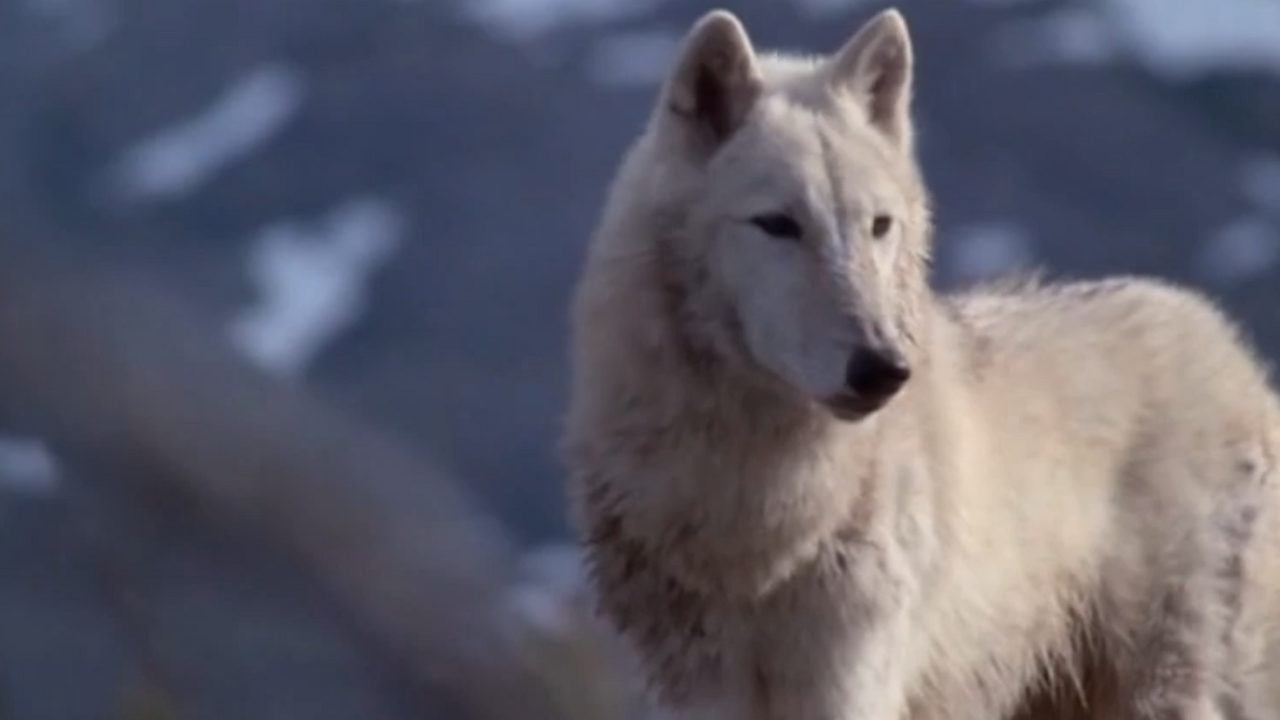 12 Must-Watch Wolf Movies | animalplanethq.com