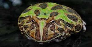 12 Facts About the Devil Frog | animalplanethq.com
