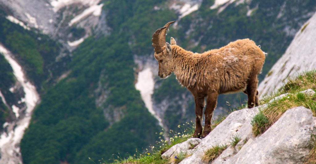 The 12 Animals Thriving at the World’s Highest Altitudes ...