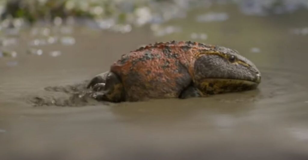 12 Facts About the Devil Frog | animalplanethq.com