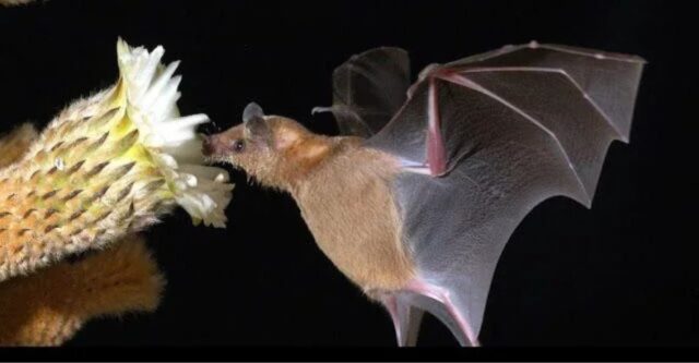 12 Fascinating Ways Plants and Animals Depend on Each Other to Thrive ...