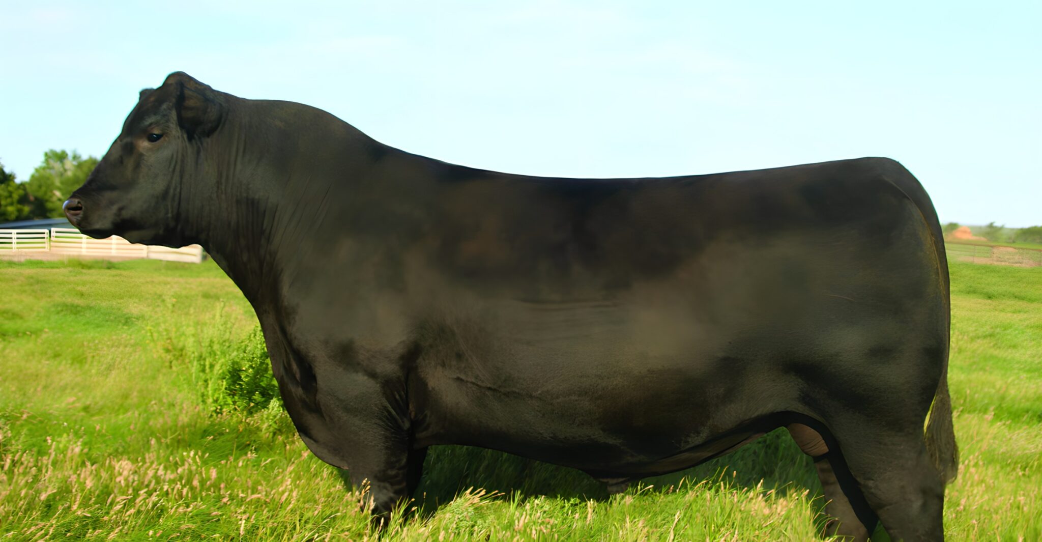 10 Most Expensive Bulls Ever Sold – Every Farmer’s Dream ...