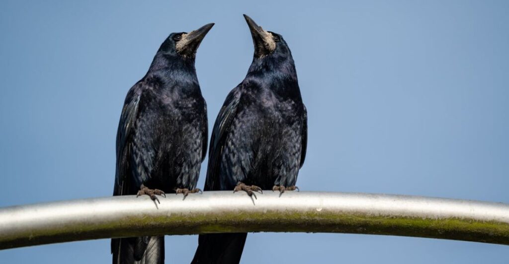 12 Fascinating Ways Crows Interact with Humans | animalplanethq.com