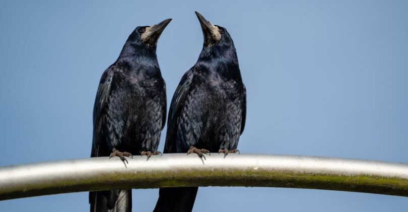 12 Fascinating Ways Crows Interact with Humans | animalplanethq.com