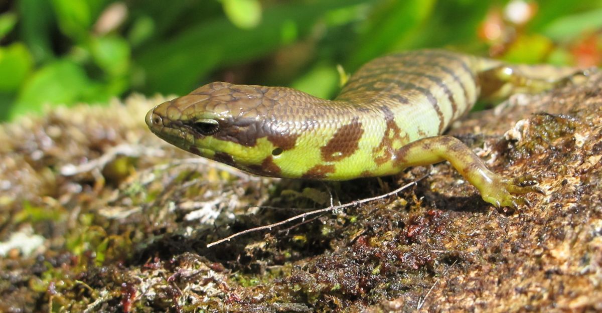 12 Animals With Strikingly Different Blood Colors | animalplanethq.com