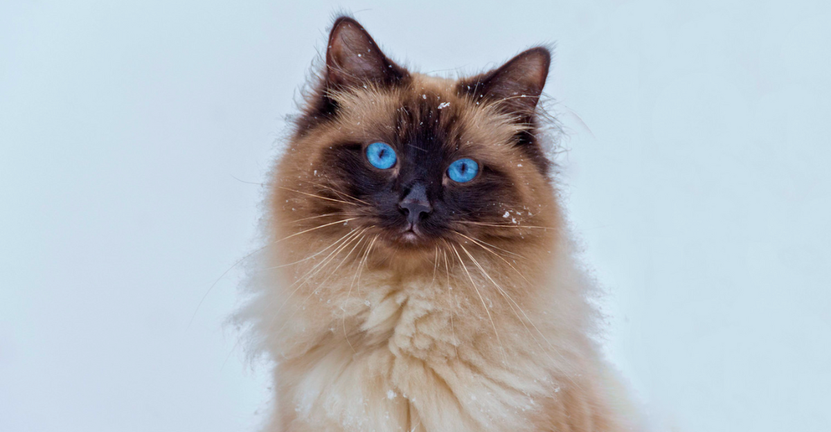 12 Mesmerizing and Unique Cat Fur Patterns | animalplanethq.com