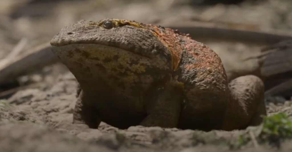 12 Facts About the Devil Frog | animalplanethq.com