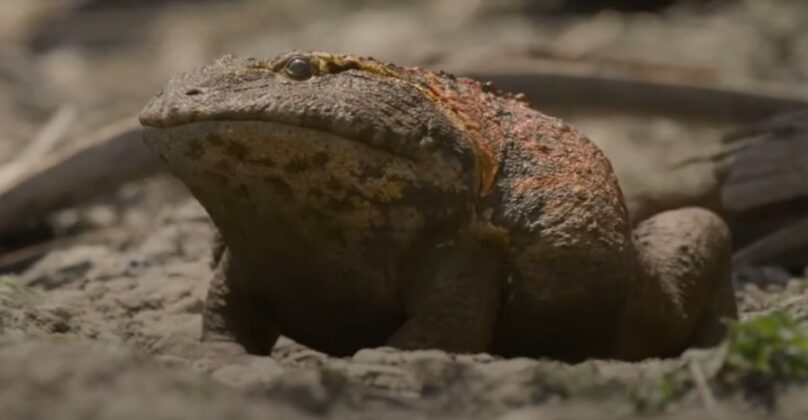 12 Facts About the Devil Frog | animalplanethq.com