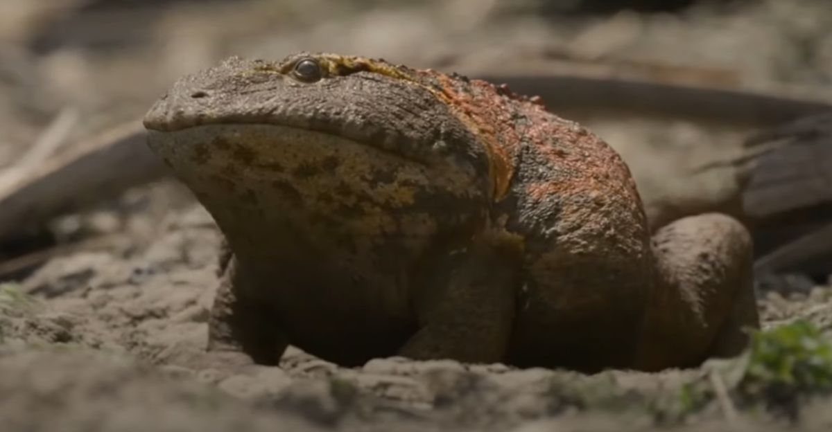 12 Facts About the Devil Frog | animalplanethq.com