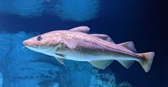 12 Fish Varieties That Could Trigger Allergies | animalplanethq.com