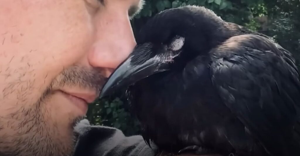 12 Fascinating Ways Crows Interact with Humans | animalplanethq.com