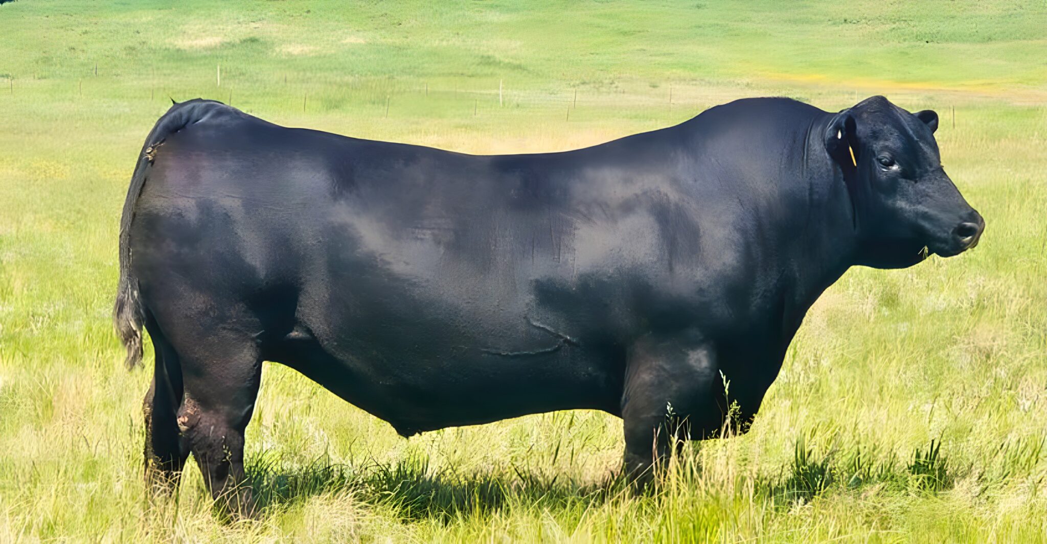 10 Most Expensive Bulls Ever Sold – Every Farmer’s Dream ...