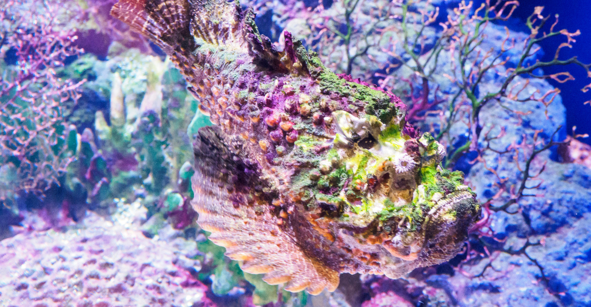 10 Most Venomous Sea Creatures in the Deep Blue | animalplanethq.com