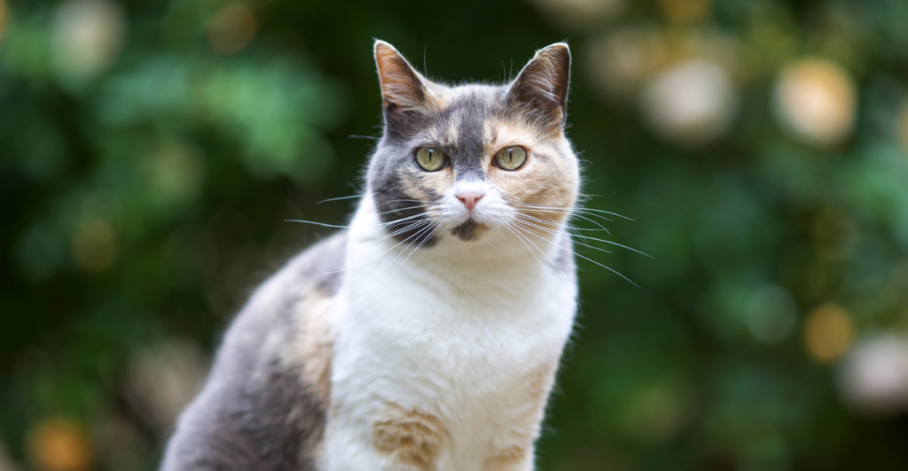 12 Mesmerizing and Unique Cat Fur Patterns | animalplanethq.com