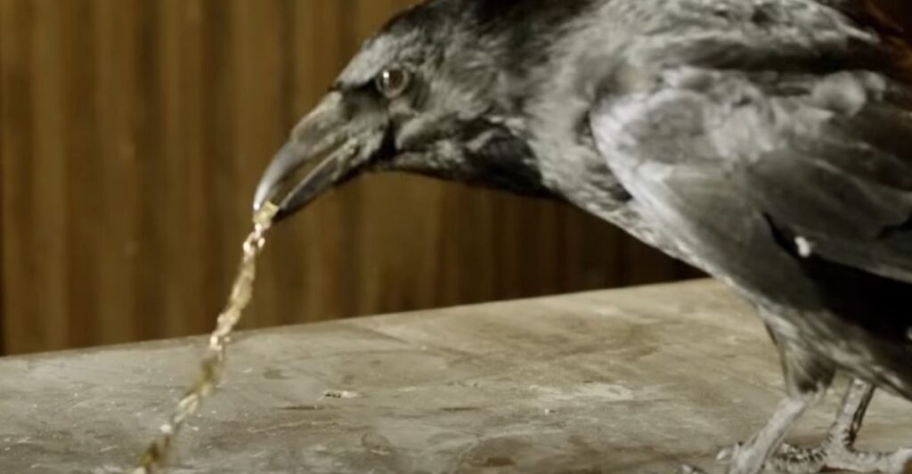 12 Fascinating Ways Crows Interact with Humans | animalplanethq.com