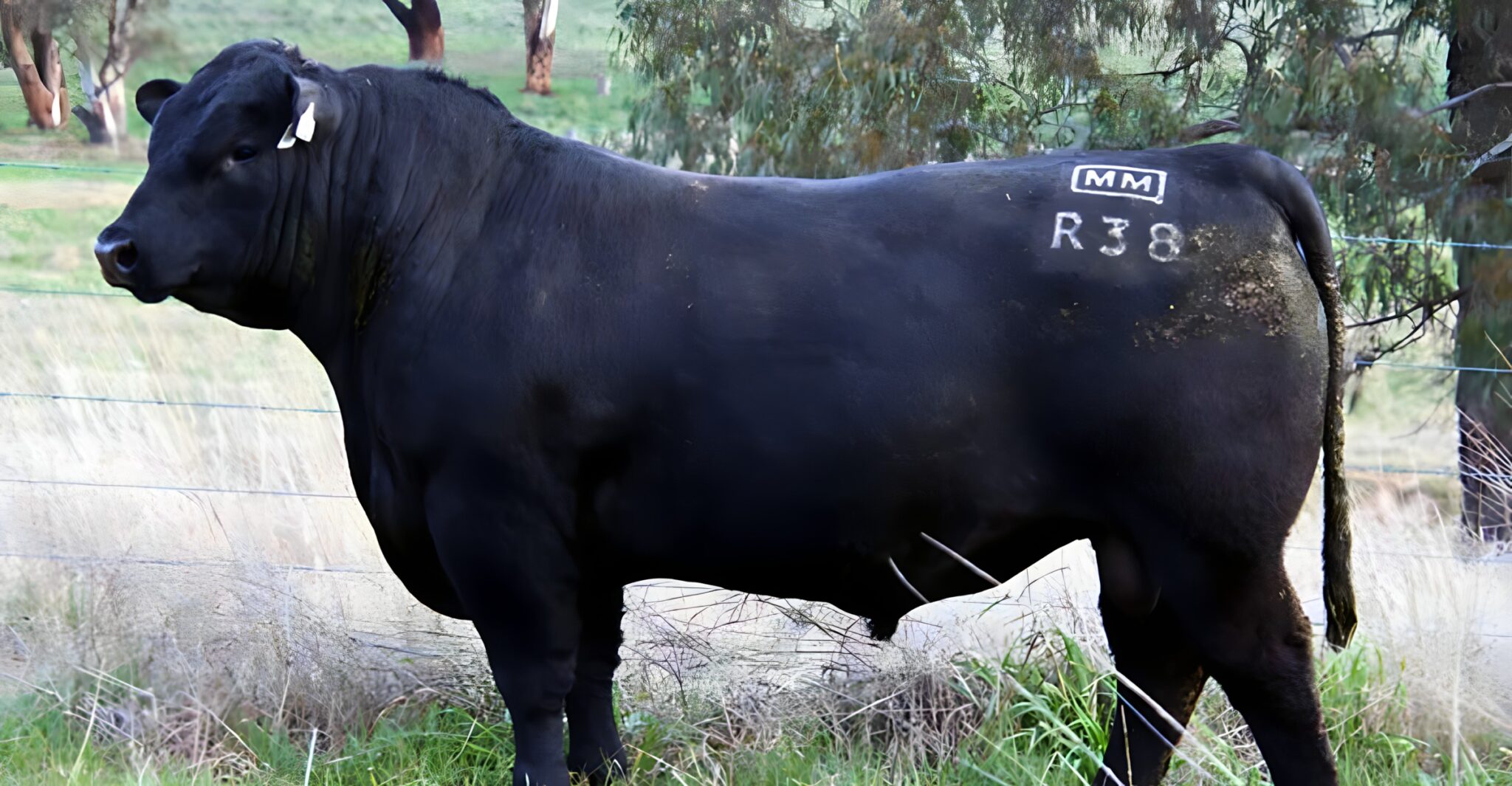 10 Most Expensive Bulls Ever Sold – Every Farmer’s Dream ...