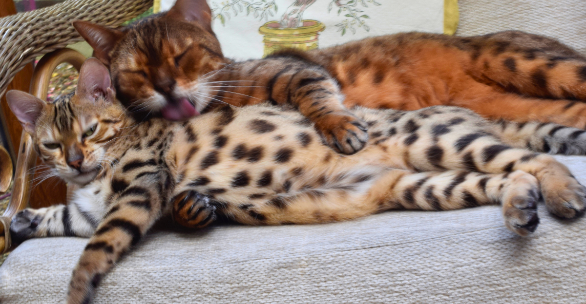 12 Mesmerizing and Unique Cat Fur Patterns | animalplanethq.com