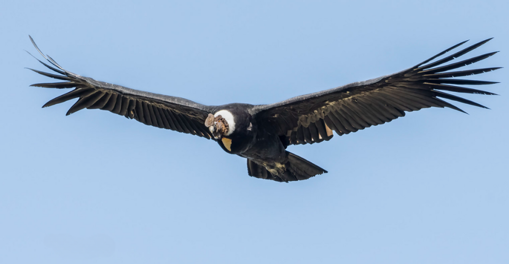 The 12 Animals Thriving at the World’s Highest Altitudes ...