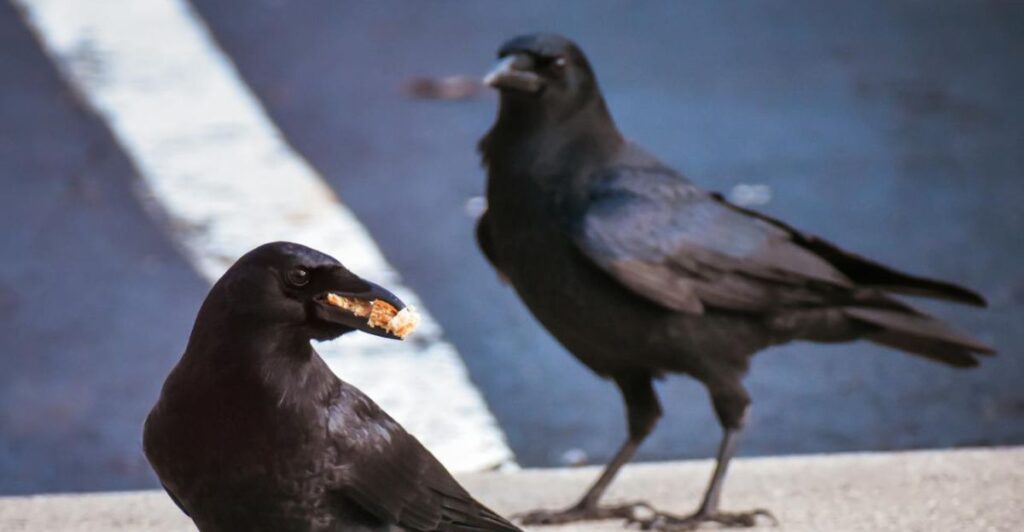 12 Fascinating Ways Crows Interact with Humans | animalplanethq.com