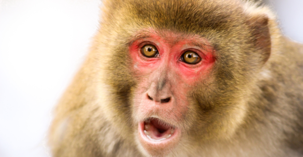 9 Animals That Share the Most DNA With Humans | animalplanethq.com