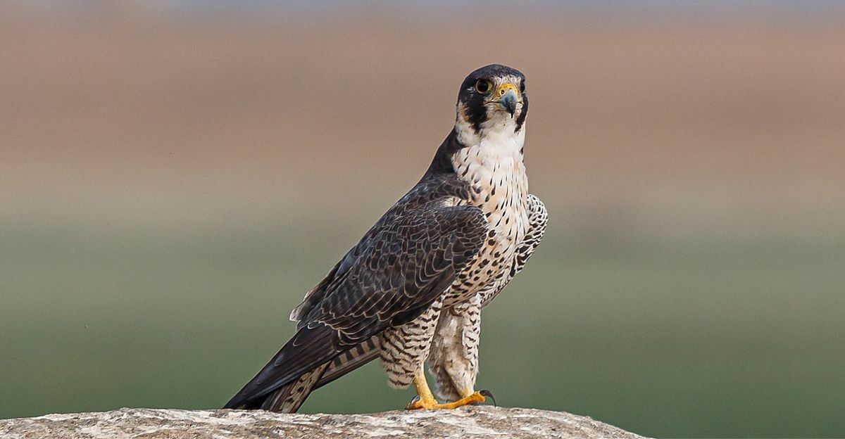 12 Animals That Trace Ancestry to Dinosaurs | animalplanethq.com