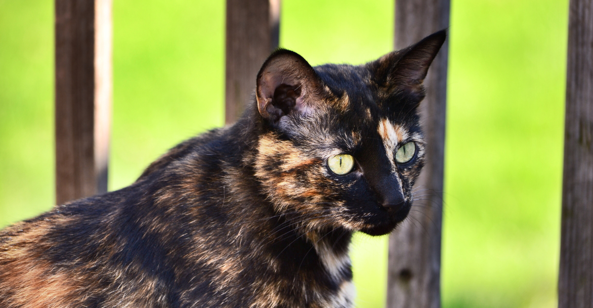 12 Mesmerizing and Unique Cat Fur Patterns | animalplanethq.com