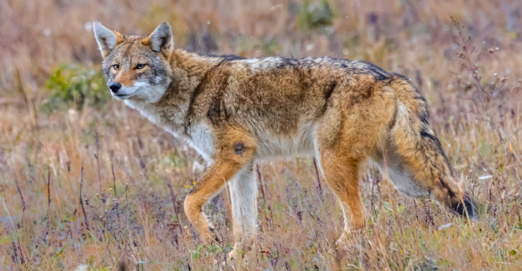 13 Most Dangerous Animals in America | animalplanethq.com