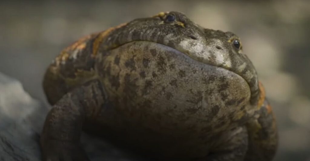12 Facts About the Devil Frog | animalplanethq.com