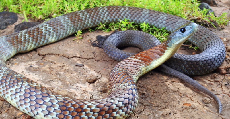 Top 10 Most Dangerous Reptiles in the World and Where to Find Them ...