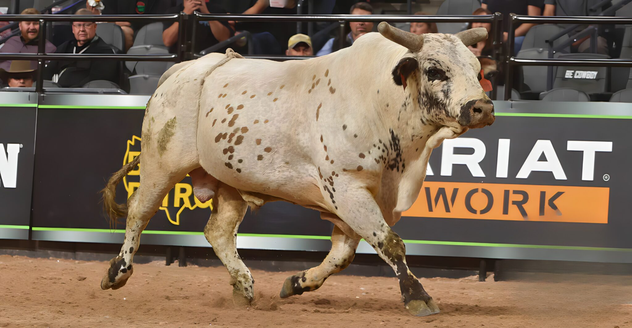10 Most Expensive Bulls Ever Sold – Every Farmer’s Dream ...