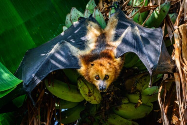 Maori Animals – Symbols of Cultural Wisdom and Mysticism ...