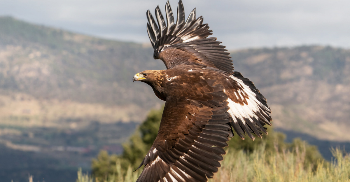 The 12 Animals Thriving at the World’s Highest Altitudes ...