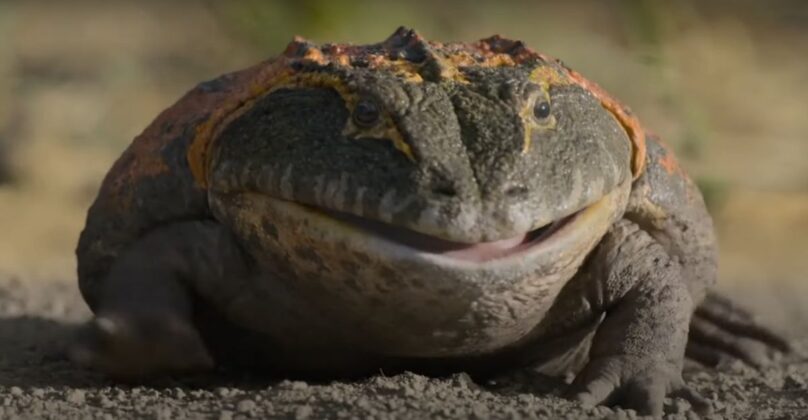 12 Facts About the Devil Frog | animalplanethq.com