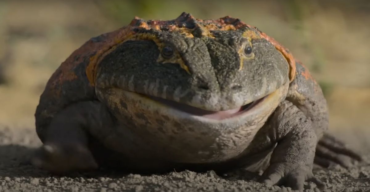 12 Facts About the Devil Frog | animalplanethq.com