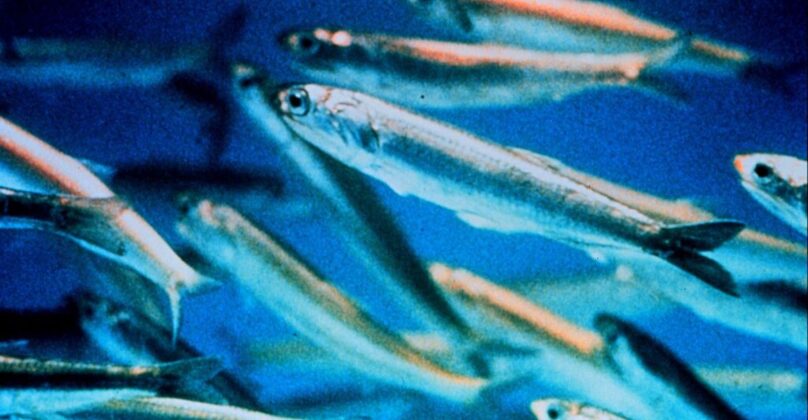 12 Fish Varieties That Could Trigger Allergies | animalplanethq.com