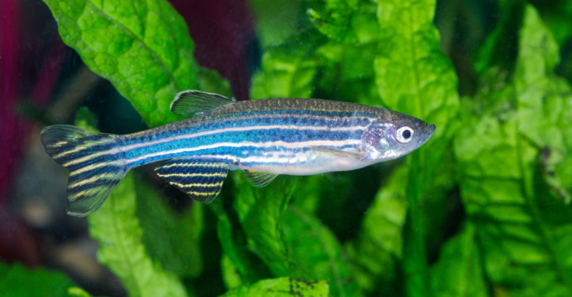 9 Animals That Share the Most DNA With Humans | animalplanethq.com