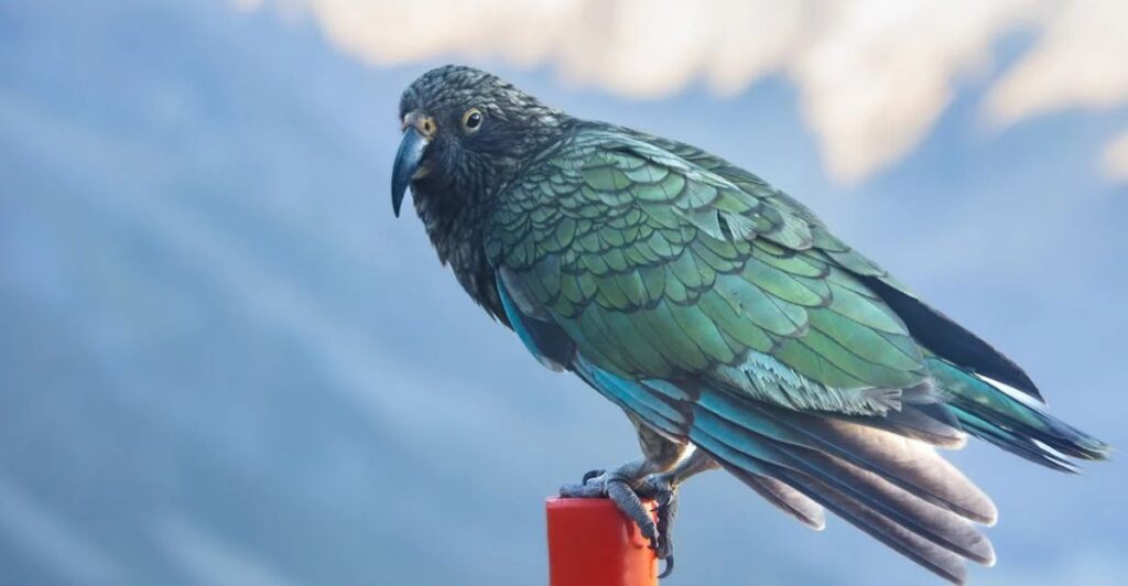 12 Animals That Trace Ancestry to Dinosaurs | animalplanethq.com