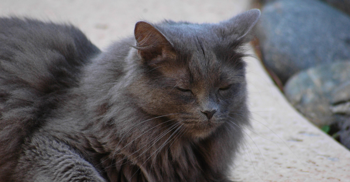 12 Mesmerizing and Unique Cat Fur Patterns | animalplanethq.com