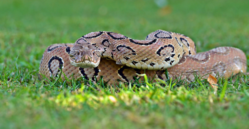 Top 10 Most Dangerous Reptiles in the World and Where to Find Them | animalplanethq.com