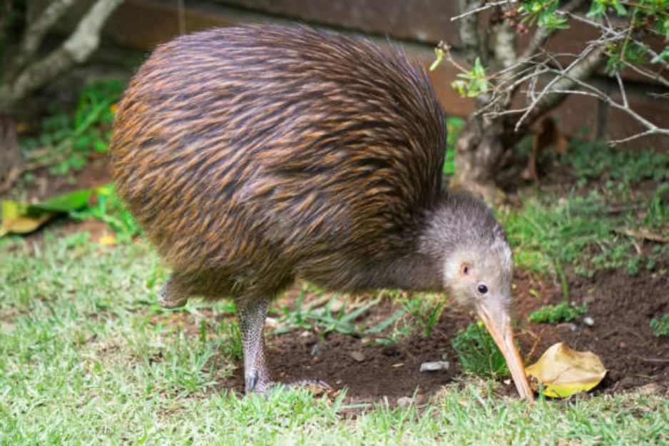 Maori Animals – Symbols of Cultural Wisdom and Mysticism ...