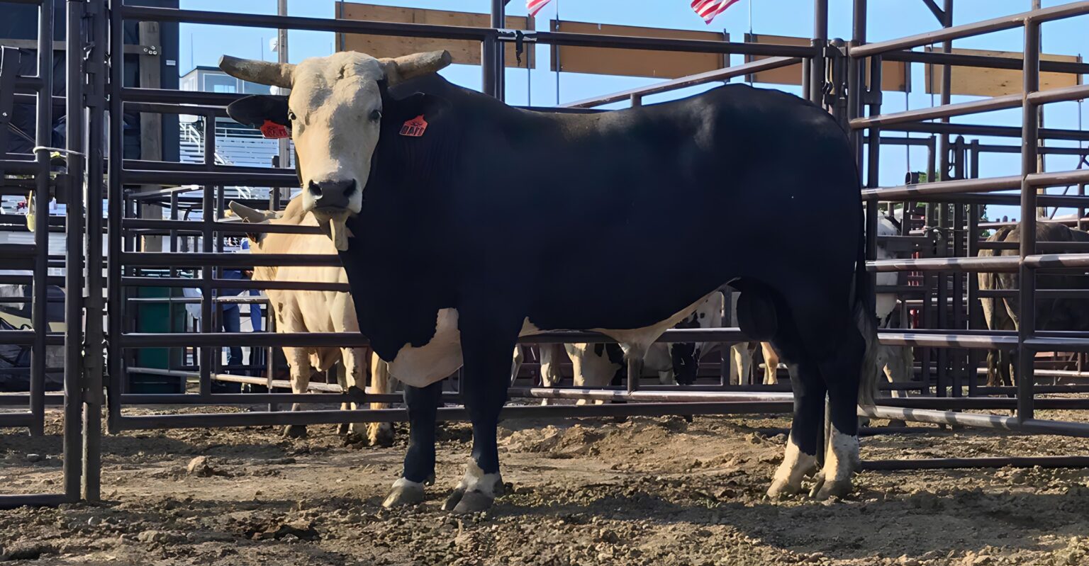10 Most Expensive Bulls Ever Sold – Every Farmer’s Dream ...